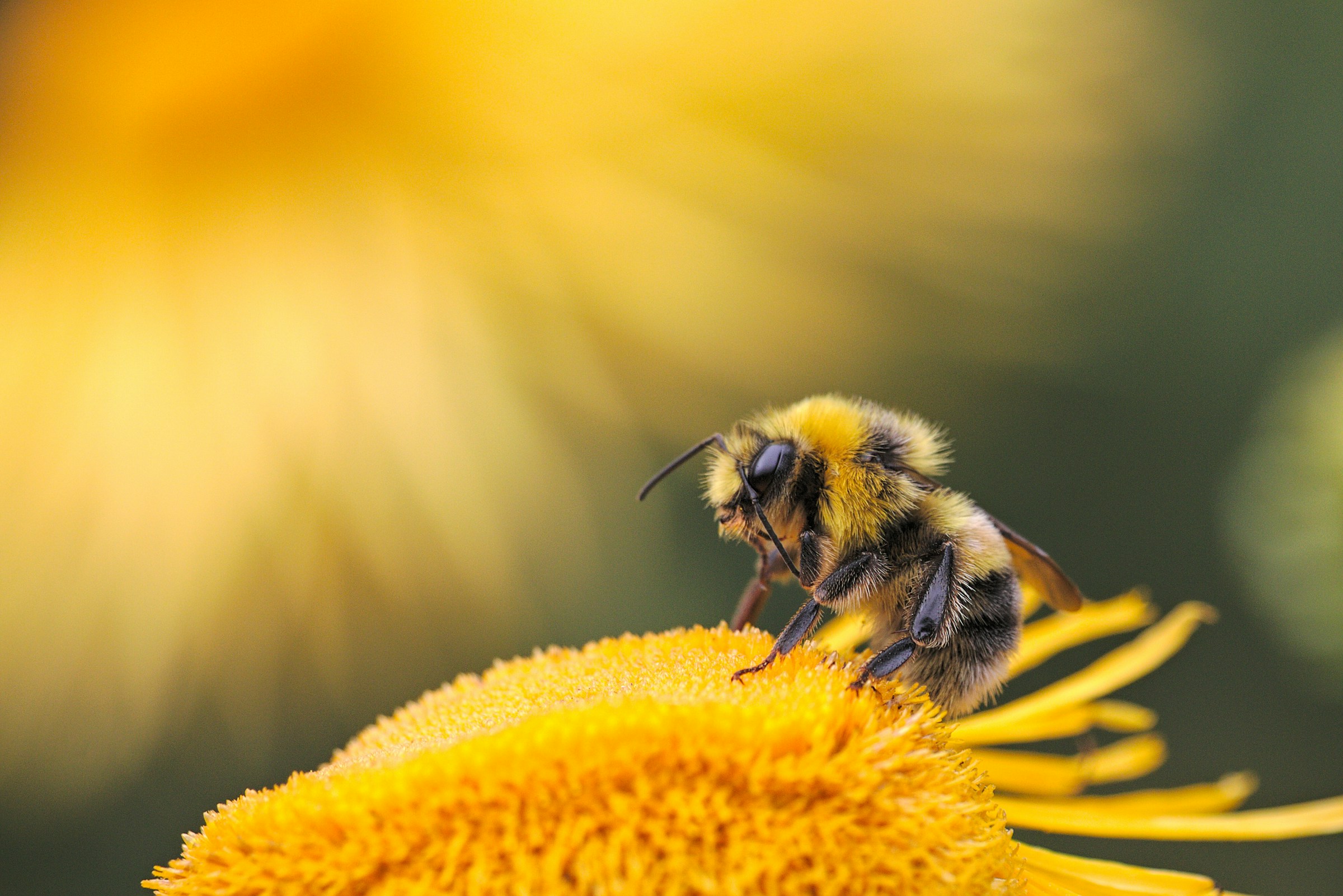 Safety First: Protecting Your Team from Insects at the Workplace ...